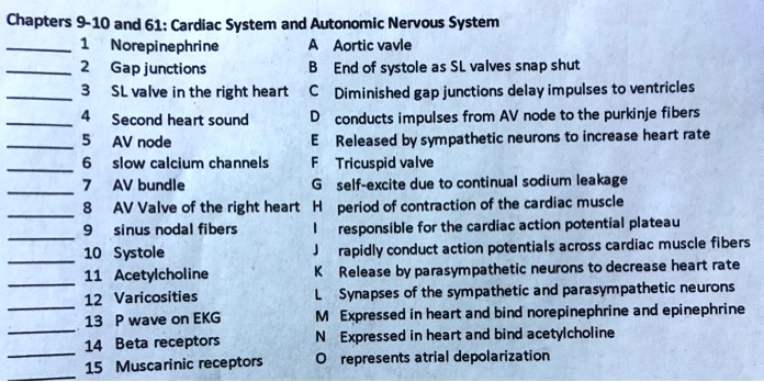 SOLVED: Chapters 9-10 and 61: Cardiac System and Autonomic Nervous System Norepinephrine Aortic ...