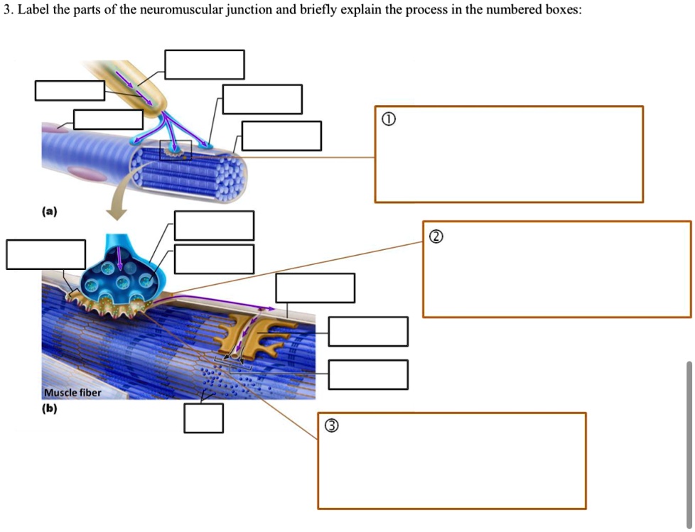 3 label the parts of the neuromuscular junction and briefly explain the ...