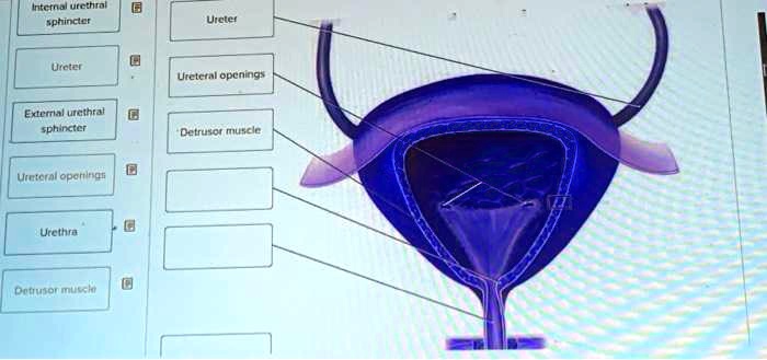 SOLVED: label the diagram below Internal urethral sphincter Ureter Ureter Ureteral openings ...