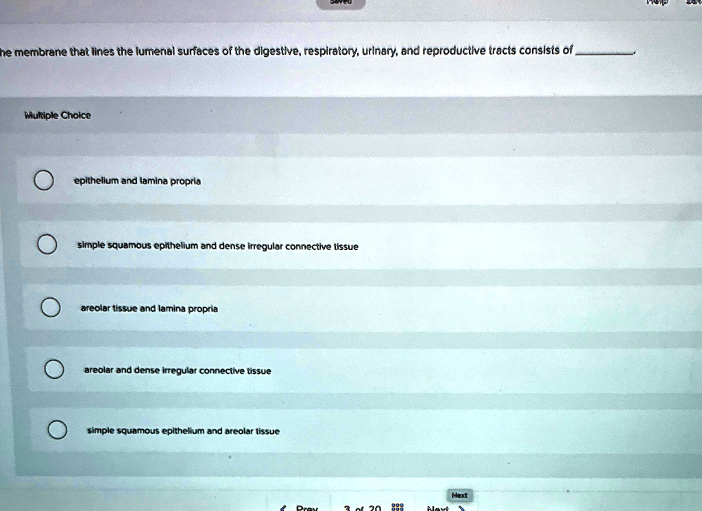 the membrane that lines the lumenal surfaces of the digestive ...