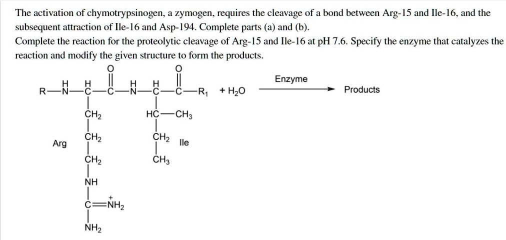 SOLVED:The activation of chymotrypsinogen, & zymogen, requires the ...