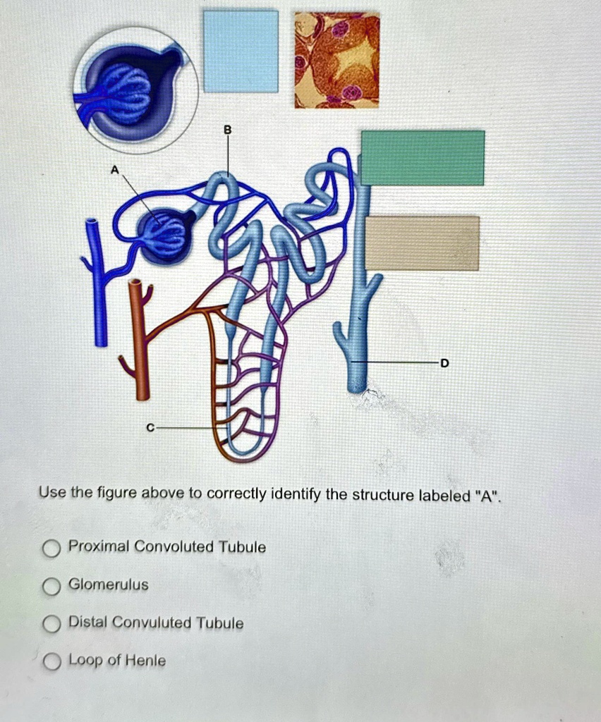 Use the figure above to correctly identify the structure labeled "A". Proximal Convoluted Tubule ...