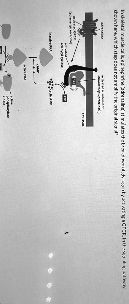 in skeletal muscle cells epinephrine adrenaline stimulates the ...