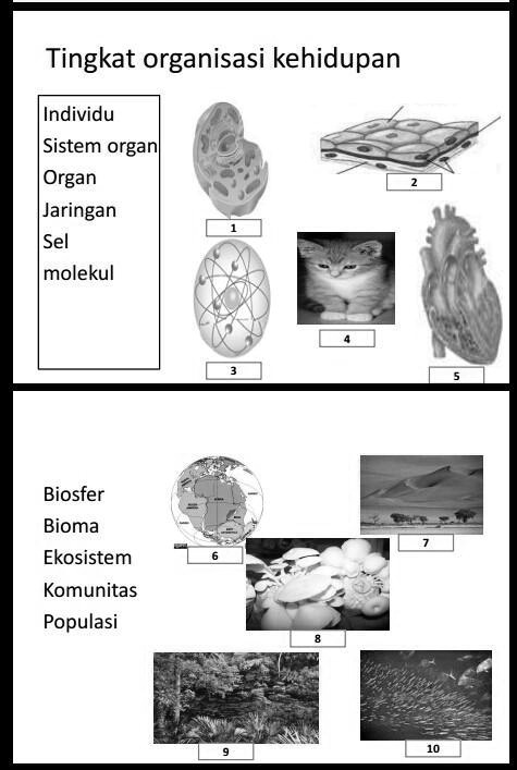 SOLVED: sesuai gambar dengan tingkatannya minta tolong ya kakak Tingkat ... SOLVED: sesuai gambar dengan tingkatannya minta tolong ya kakak Tingkat ...