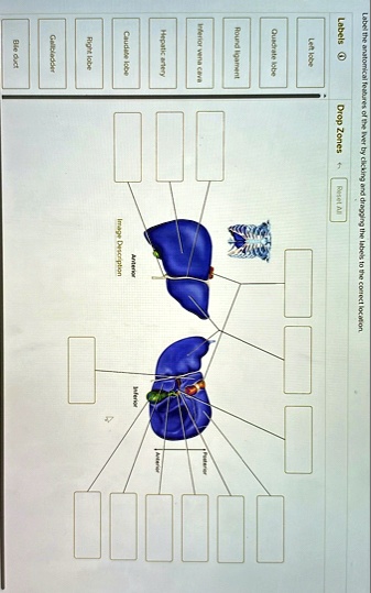 label the anatomical features of the liver by clicking and dragging the ...