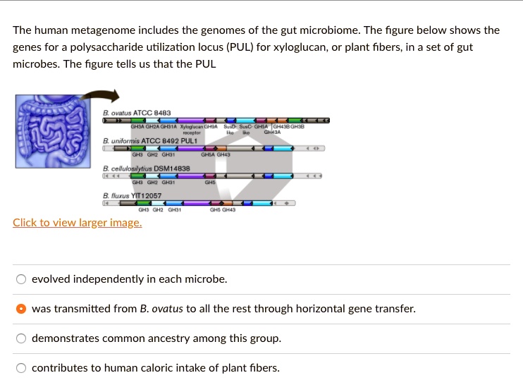SOLVED: The human metagenome includes the genomes of the gut microbiome ...