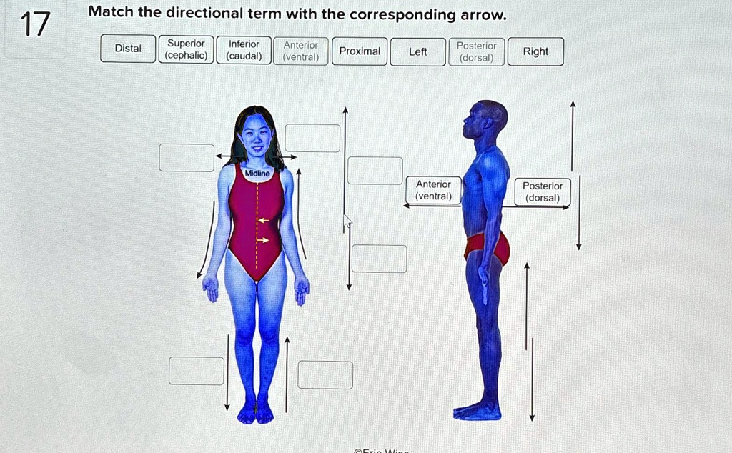 17 Match the directional term with the corresponding arrow. Distal ...