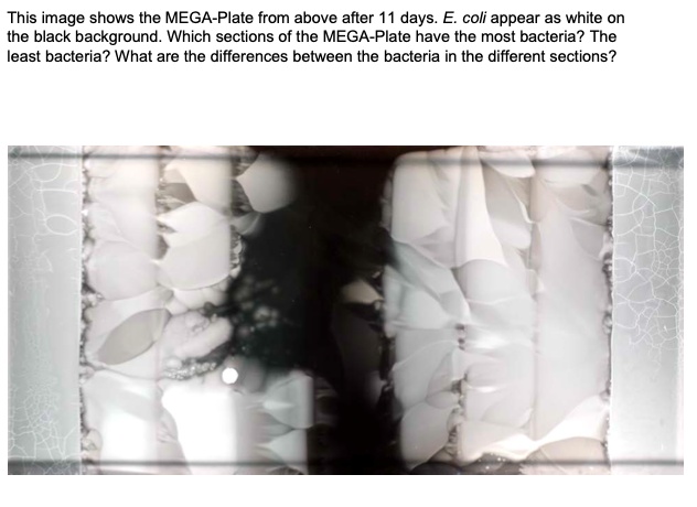 this image shows the mega plate from above after 11 days e coli appear ...