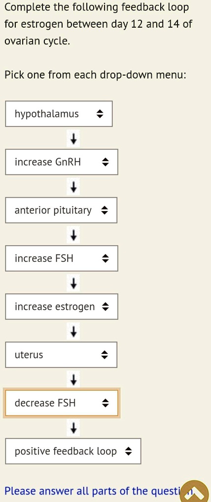 SOLVED: Complete the following feedback loop for estrogen between day 12 and 14 of the ovarian ...