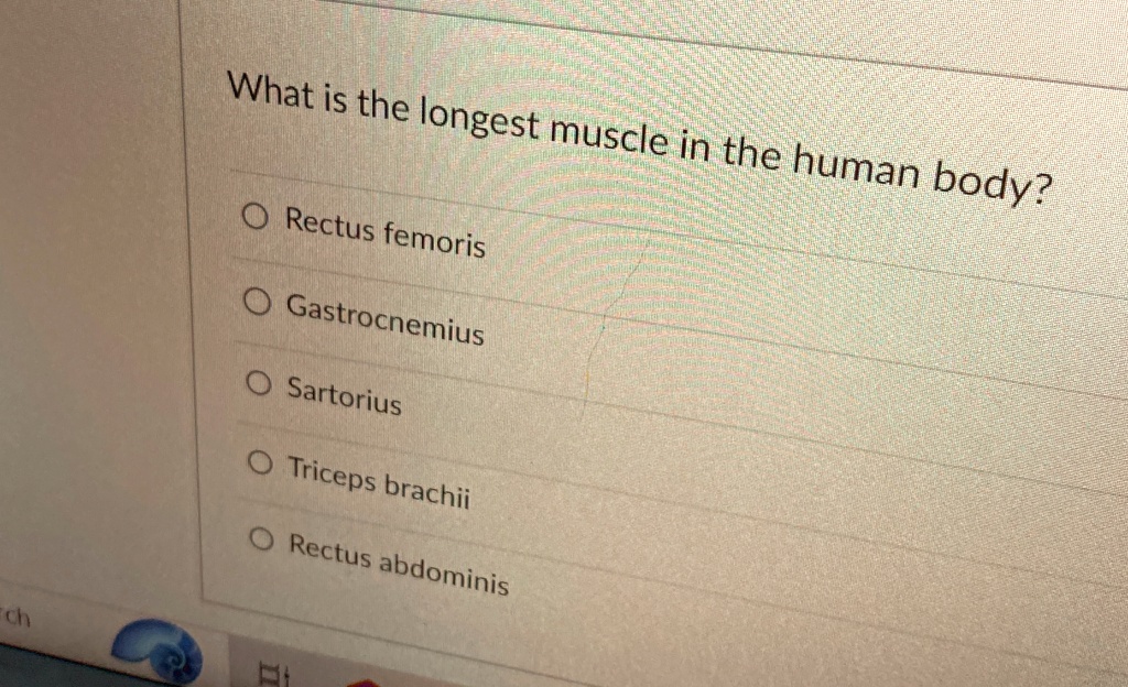 what is the longest muscle in the human body rectus femoris ...