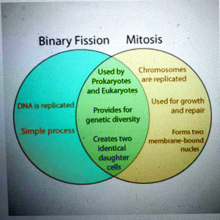 SOLVED: The Venn diagram below shows similarities and differences between binary fission and ...