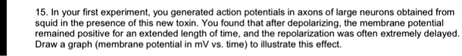 15 in your first experiment you generated action potentials in axons of jarge neurons obtained ...