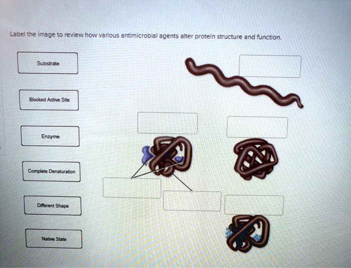 Label the image to review how various antimicrobial agents alter ...