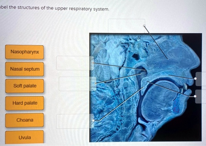 SOLVED: I will examine the structures of the upper respiratory system ...