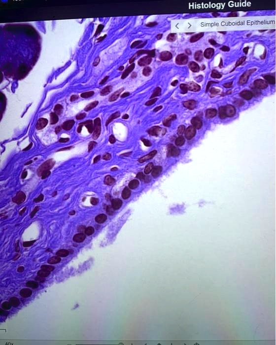 Simple Cuboidal Epithelium Slide 40x