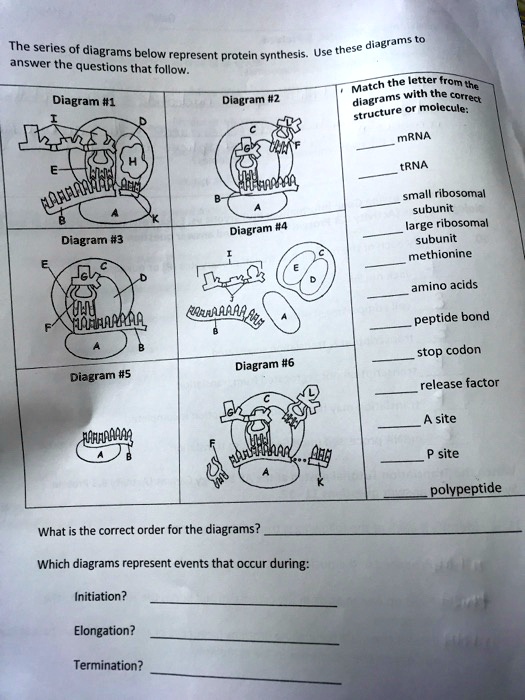 The series of diagrams below represents protein synthesis. Use these to ...