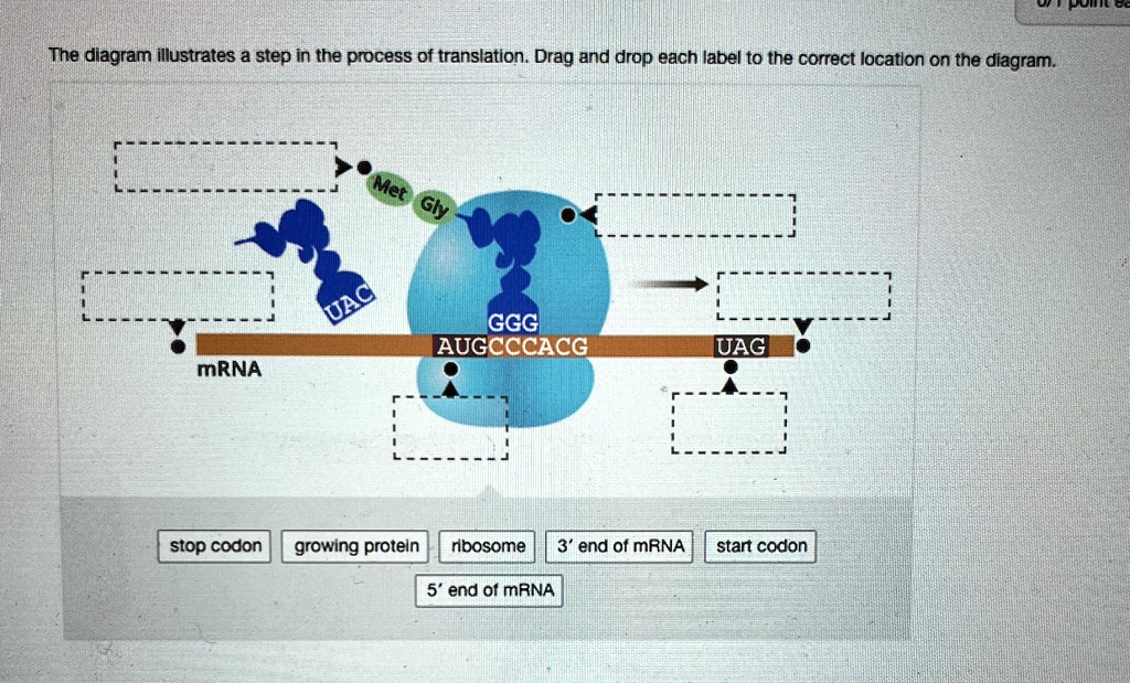 the diagram illustrates a step in the process of translation drag and ...