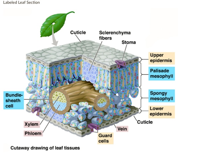 SOLVED: Using the labeled image of a section of a leaf directly below ...