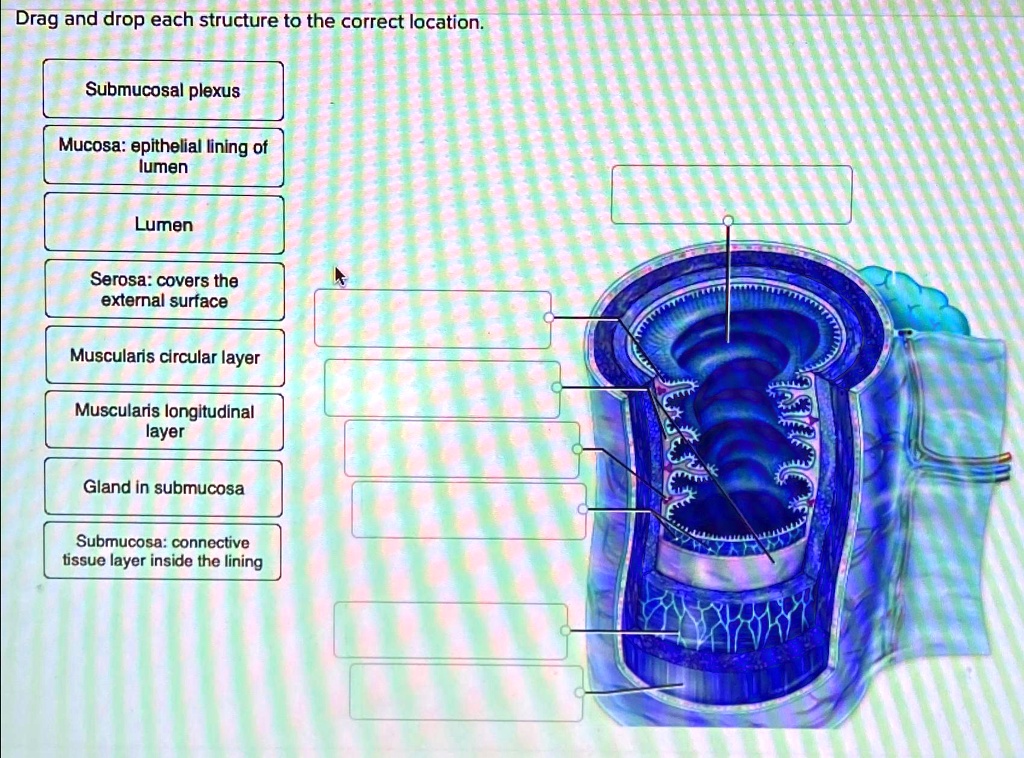 Drag and drop each structure to the correct location. Submucosal plexus ...