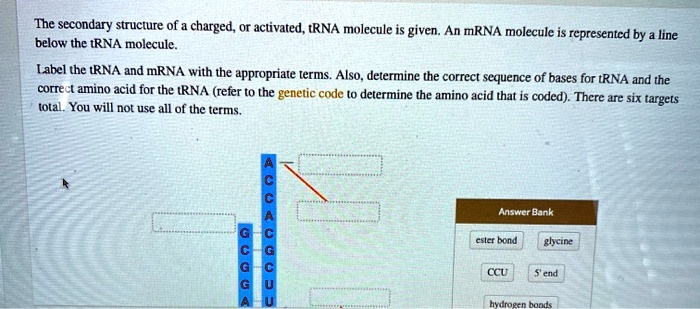 SOLVED: The secondary structure of a charged, activated tRNA molecule is given. An mRNA molecule ...