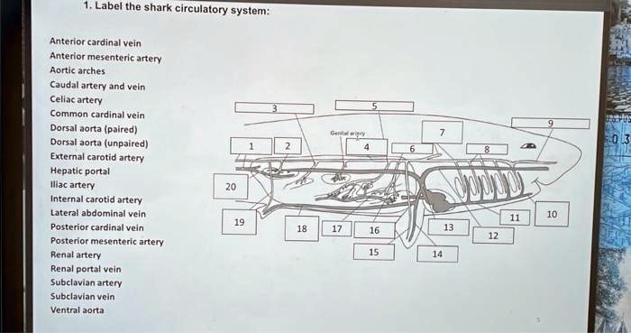 texts 1 label the shark circulatory system anterior cardinal vein ...