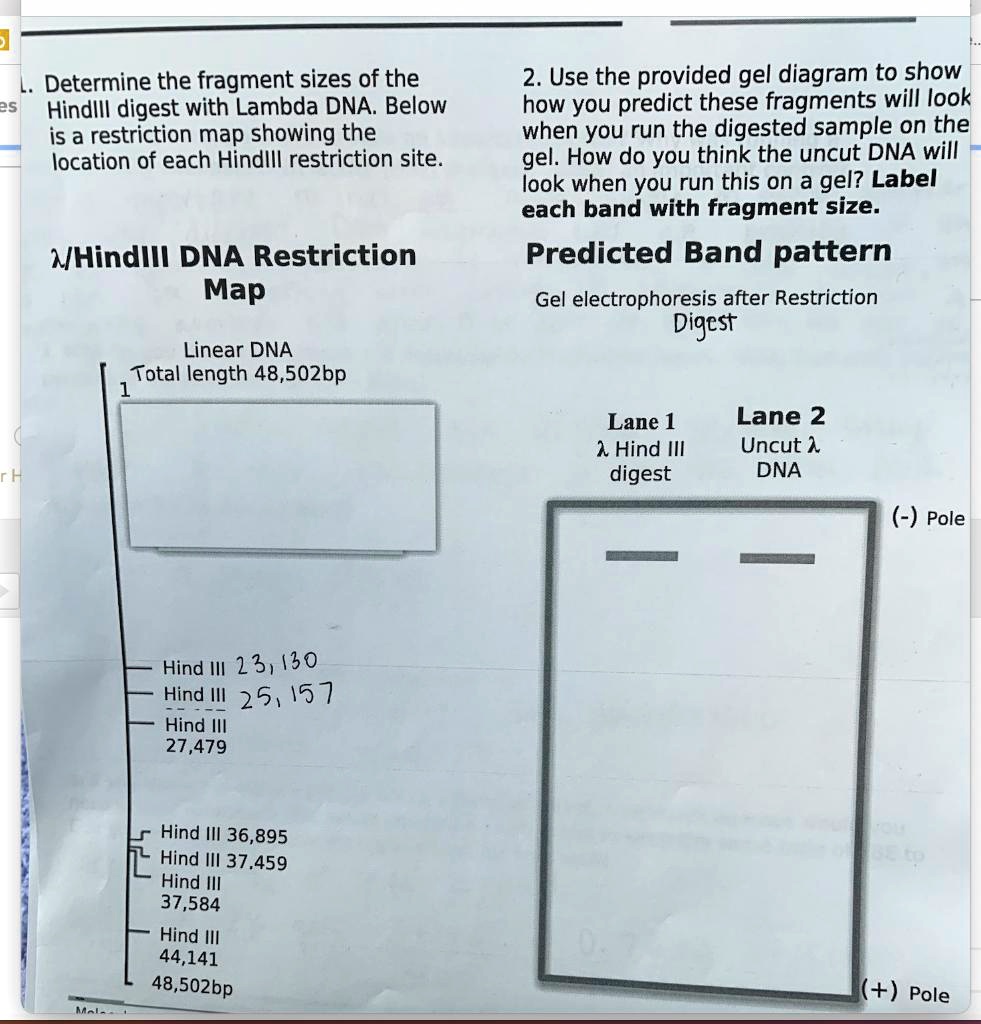 determine the fragment sizes of the hindlll digest with lambda dna ...