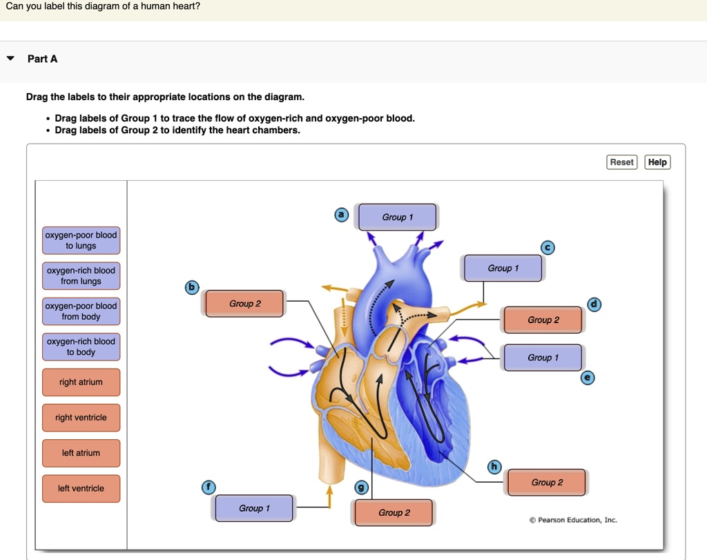 Can you label this diagram of a human heart? Part A Drag the labels to ... Can you label this diagram of a human heart? Part A Drag the labels to ...