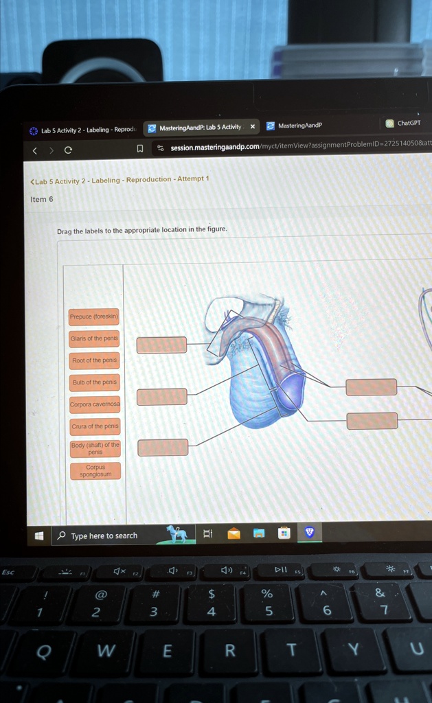 Lab 5 Activity 2 - Labeling - Reproduction MasteringAandP: Lab 5 Activity MasteringAandP ChatGPT ...