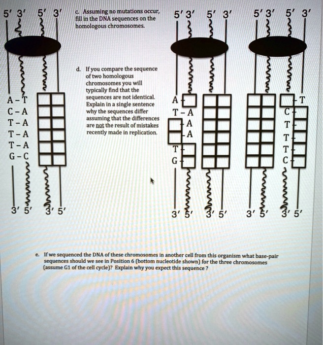 SOLVED: Assuming no mutations occur; fill in the DNA sequences on the homologous chromosomes 5 ...