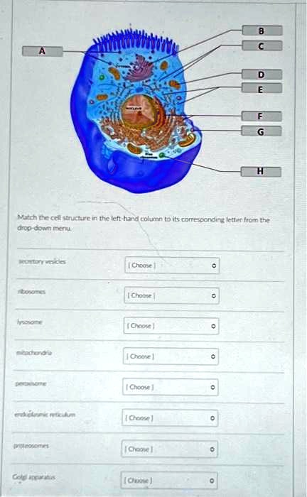 B C A D E F G H Match the cell structure in the left-hand column to its ...