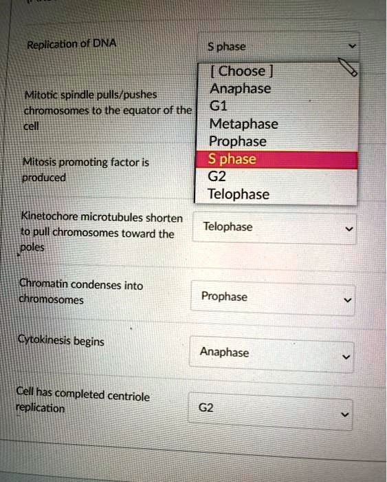 SOLVED:Replication of DNA S phase [ Choose ] Mitotic spindle pulls ...