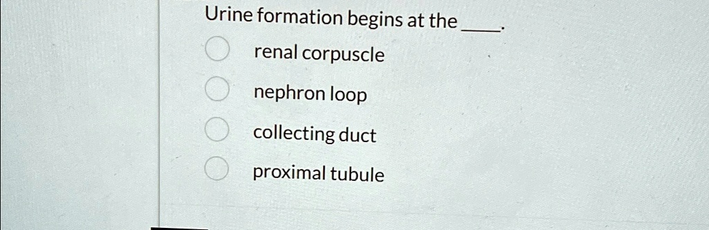 Urine formation begins at the renal corpuscle nephron loop collecting ...