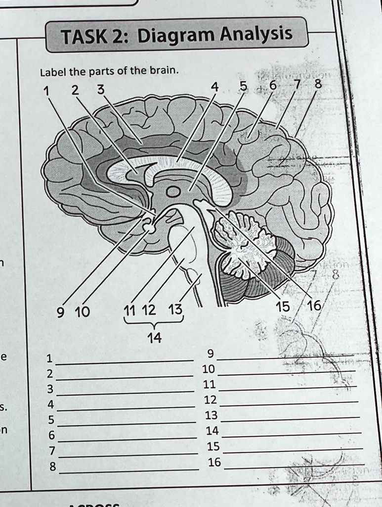 task 2 diagram analysis label the parts of the brain task 2 diagram ...