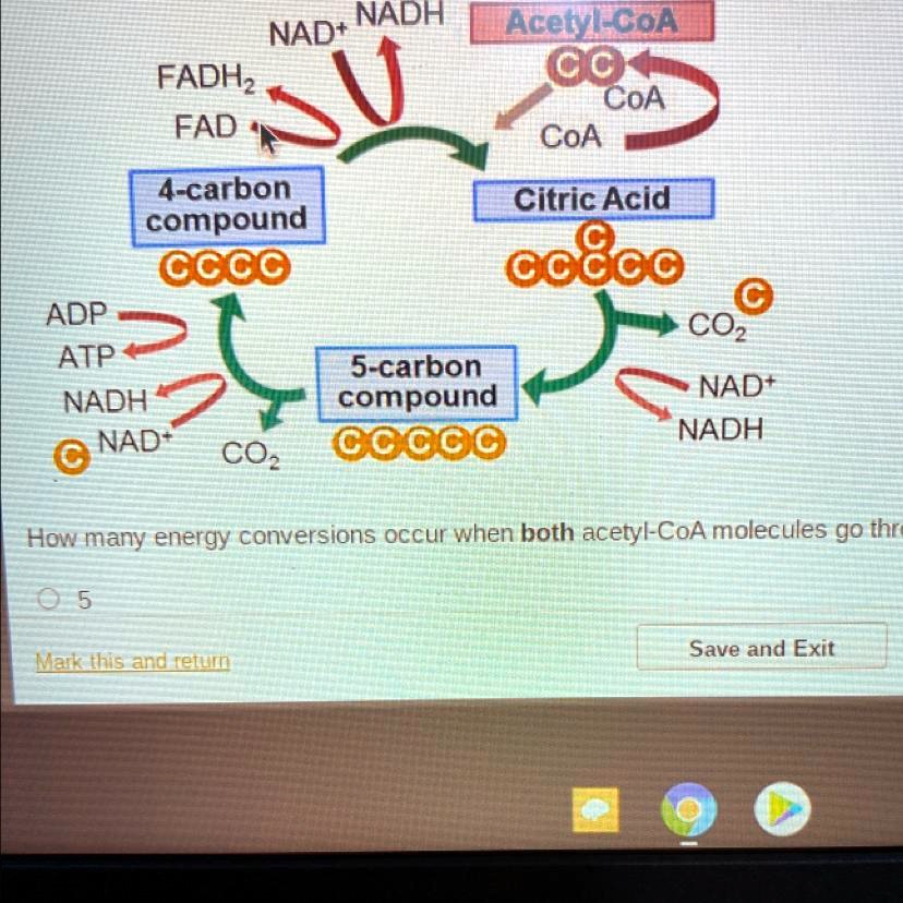 the diagram below shows the energy conversions of the krebs cycle which ...