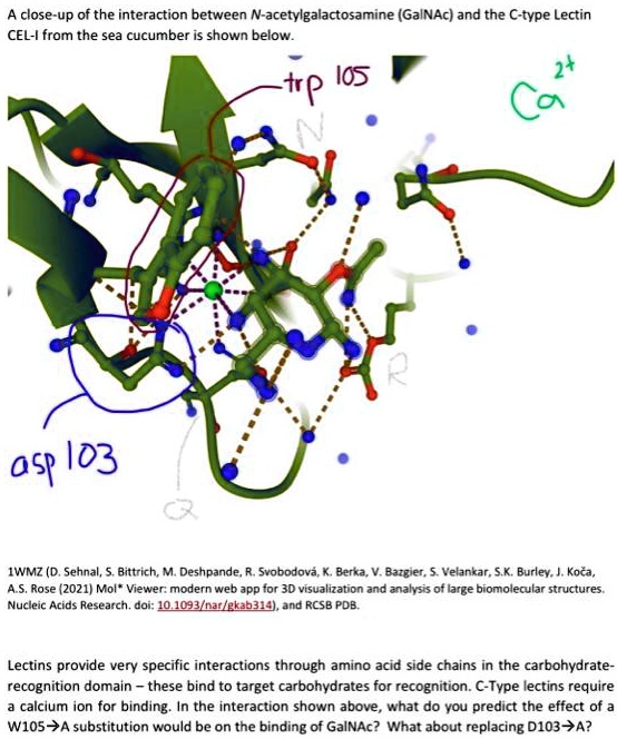 please help close up of the interaction between n acetylgalactosamine ...