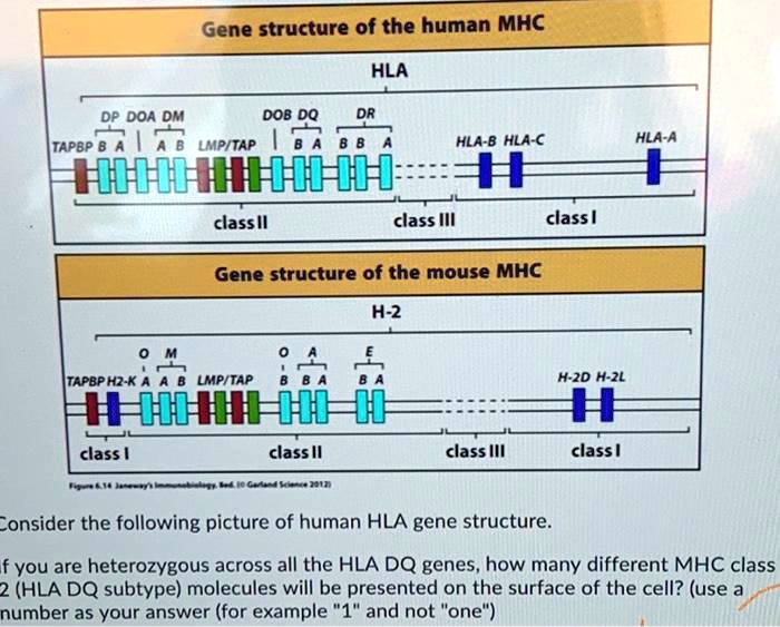 [GET ANSWER] gene structure of the human mhc hla dp doa dm dob dq tapbp 8 a lmpntap 8 b hla 8 ...