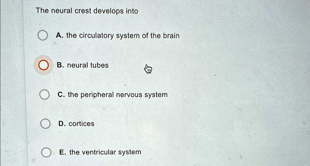 SOLVED: The neural crest develops into A. the circulatory system of the ...