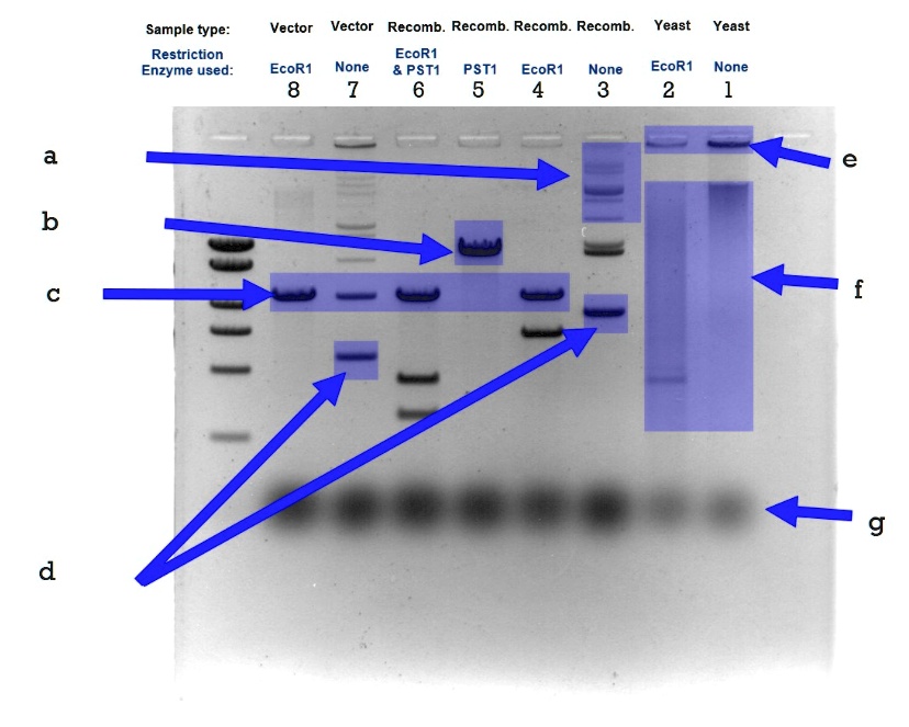 question 6 what happens when the recombinant plasmid r plasmid is digested with ecori what does ...