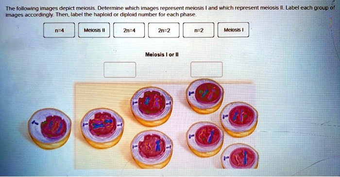the following images depict meiasis detetmine which imlages represent ...