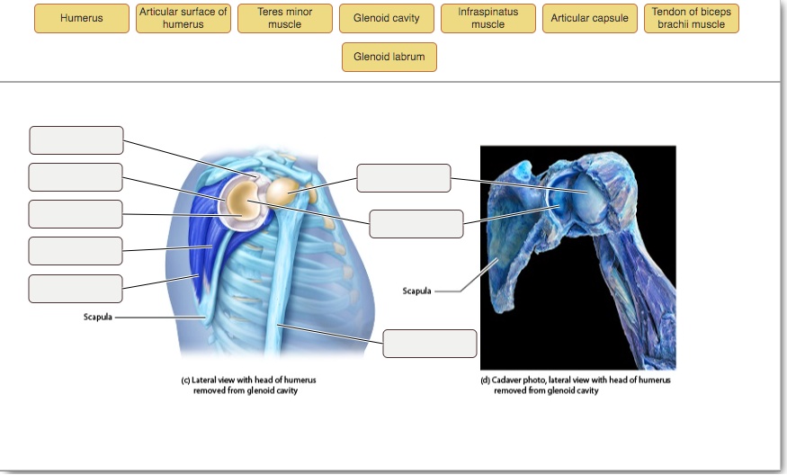 Humerus Articular surface of humerus Teres minor muscle Glenoid cavity ...