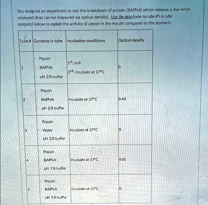 SOLVED: You designed an experiment to test the breakdown of protein ...