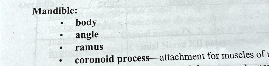 Mandible: body angle ramus coronoid process-attachment for muscles of ...