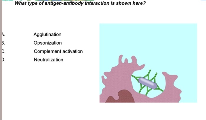 SOLVED: What type of antigen-antibody interaction is shown here ...