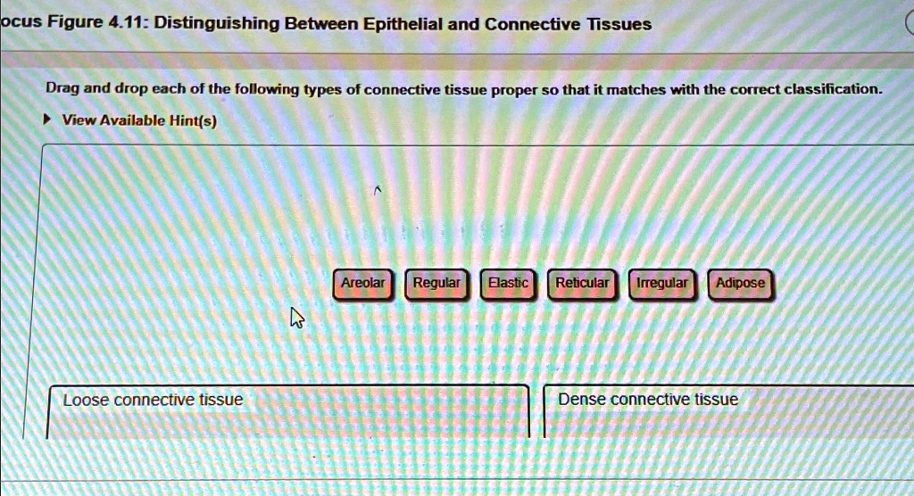 Focus Figure 4.11: Distinguishing Between Epithelial and Connective ...