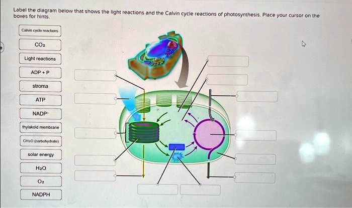 Label the diagram below that shows the light reactions and the Calvin ...