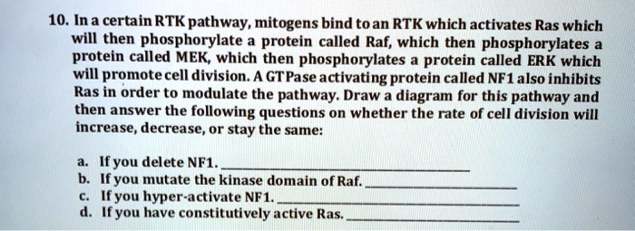 SOLVED: 10. In a certain RTK pathway, mitogens bind to an RTK which ...