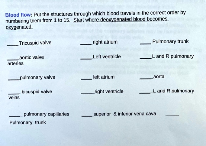 blood flow put the structures through which blood travels in the ...
