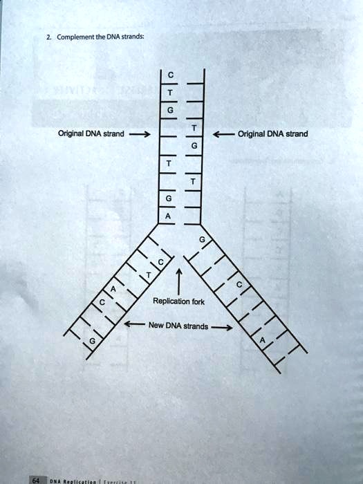 SOLVED:Complement the DNA strands; G Origlnal DNA strand Original DNA ...