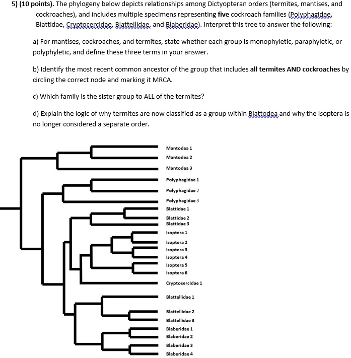 5) (10 points). The phylogeny below depicts relationships among ...