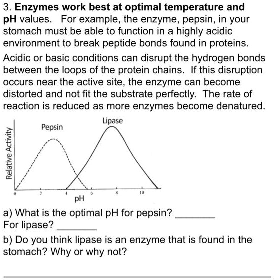 Describe The Best Environment For The Enzyme Pepsin